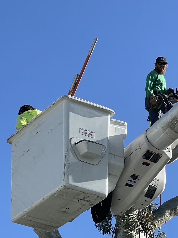 TREE MONKEY TREE TRIMMING - Updated December 2025 - 109 Photos & 69 ...