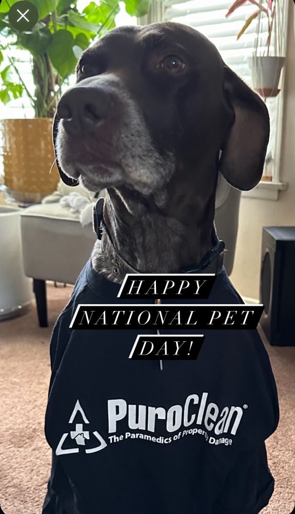 PURO CLEAN - Updated November 2025 - 52 Photos & 26 Reviews - 2041 E ...