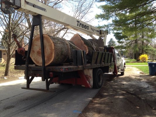 TREEO TREE SERVICE - INDIANAPOLIS - Updated November 2025 - 13 Photos ...