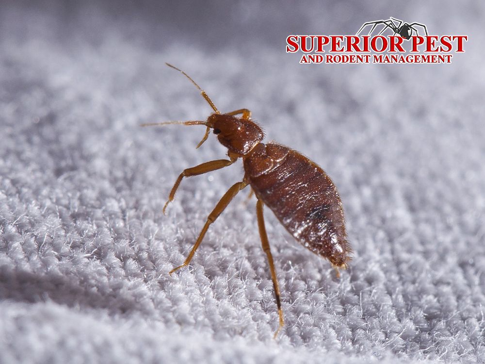 SUPERIOR PEST AND RODENT MANAGEMENT - Updated December 2025 - 19 Photos ...