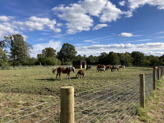 BLACKSTONE STABLES - Updated May 2026 - 30 Photos - 4770 Green Rd ...