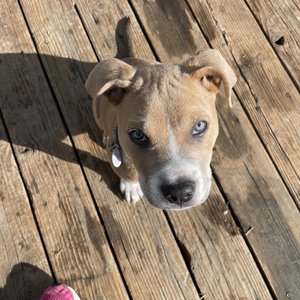 PERFECT PETS - Updated January 2026 - 68 Photos & 103 Reviews - 6840 S ...