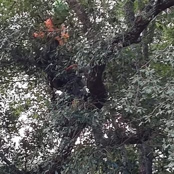 MARIO TREE CREW SERVICE - Updated December 2025 - 17 Photos - Myrtle ...