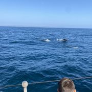 NEXT LEVEL SAILING - 190 Photos & 170 Reviews - Boat Charters - 2050 ...