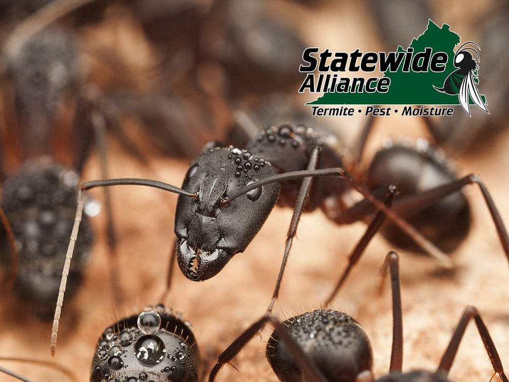 STATEWIDE ALLIANCE - Updated September 2025 - 10 Photos - 2609 ...