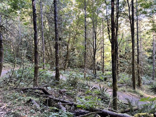CHEHALEM RIDGE NATURE PARK - Updated December 2025 - 41 Photos - 38263 ...