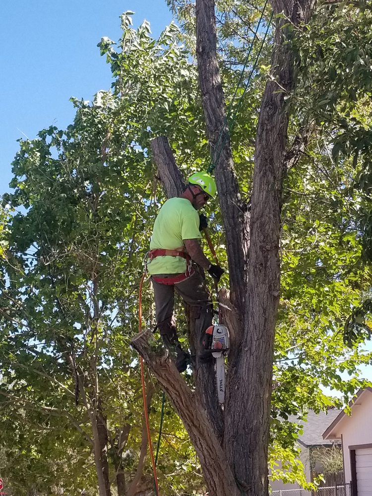 DAYTON VALLEY TREE SERVICE - Updated August 2024 - Carson City, Nevada ...