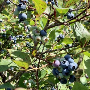 LARSEN LAKE BLUEBERRY FARM - 185 Photos & 71 Reviews - 700 148th Ave SE ...