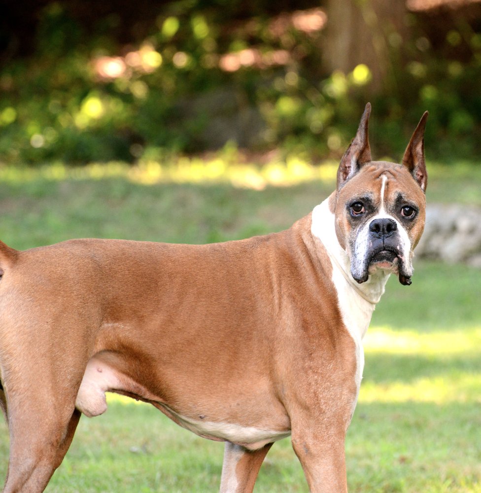 BON CHIEN PET CONCIERGE - Updated December 2025 - 20 Carleton St ...