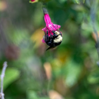 ALBANY BULB - Updated May 2025 - 999 Photos & 245 Reviews - 1 Buchanan ...