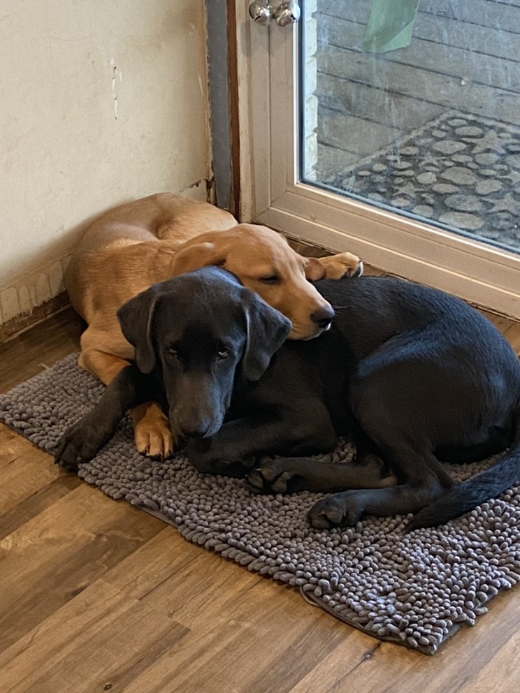 NORTHWEST FLORIDA LABRADORS - Updated December 2024 - 12 Photos ...