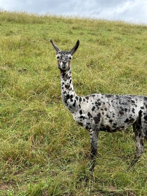 FORT CHISWELL ANIMAL PARK - Updated August 2025 - 81 Photos & 24 ...