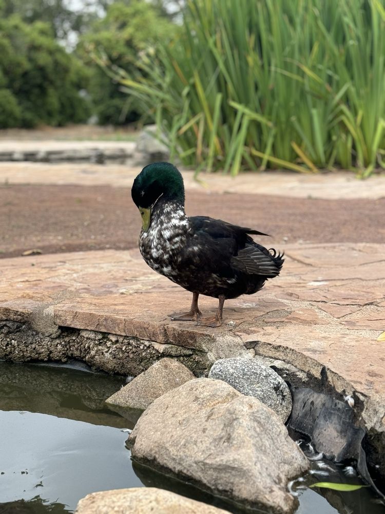 CSUN POND - Updated January 2026 - 343 Photos & 87 Reviews - 18111 ...