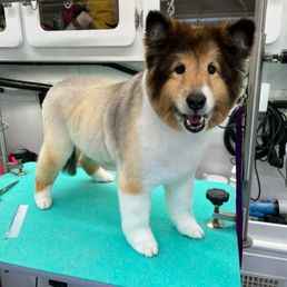Stylish Woofs Mobile Dog Grooming - Updated May 2026 - 18 Photos & 12 ...