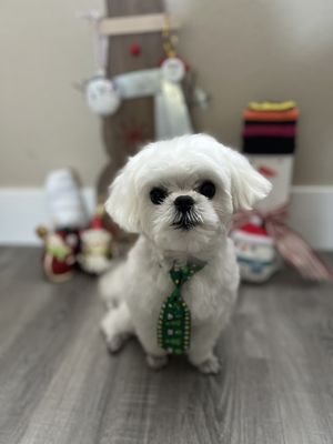 SHAGGY DOGS GROOMING SALON AND DAY CARE Updated February 2025 53 Photos 40 Reviews 13350 Camino Del Sur San Diego Ca 92129 San Diego California Pet Groomers Phone Number Yelp