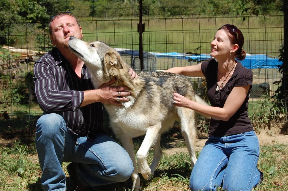 DARK FOREST KENNELS - Updated August 2025 - 11 Photos - 335 Dark Run Rd ...