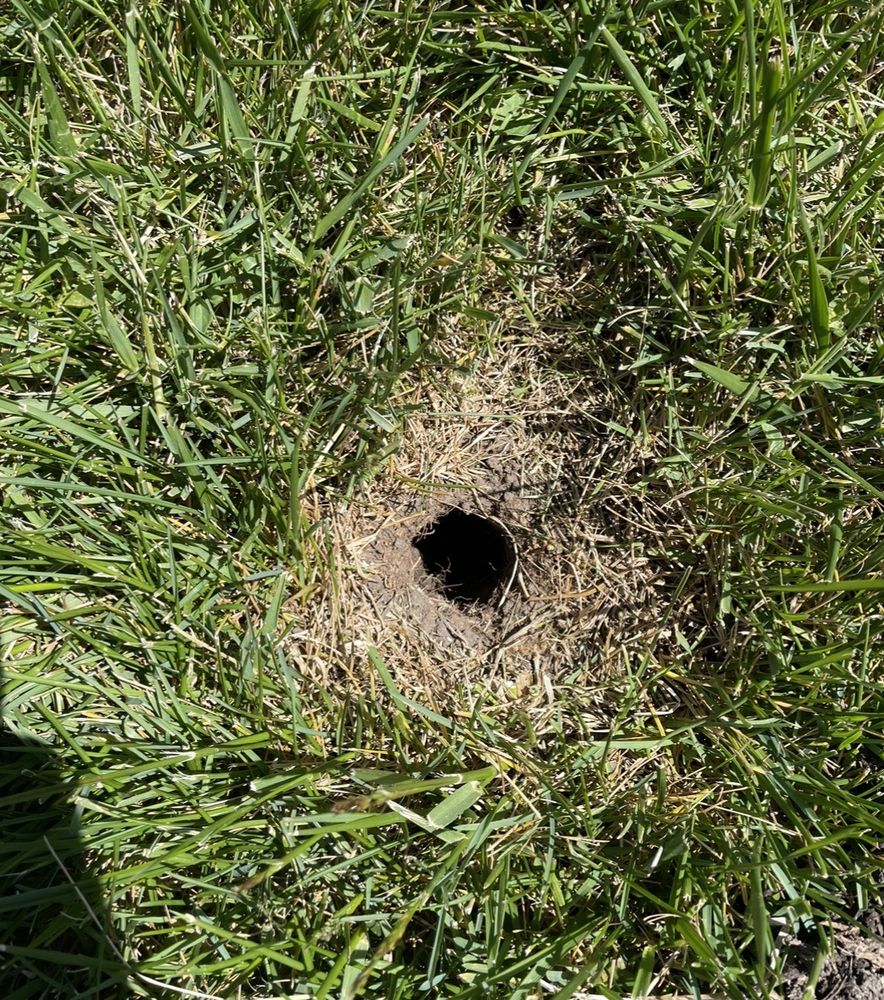 GOT GOPHERS - Updated December 2025 - 48 Photos & 165 Reviews - 1448 ...