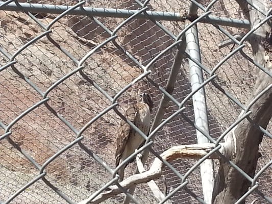 NAVAJO NATION ZOO AND BOTANICAL PARK - Updated September 2025 - 47 ...