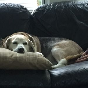 ATLANTIC VETERINARY HOSPITAL - Updated September 2025 - 13 Photos & 36 ...