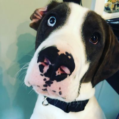 FURRY FRIENDS MOBILE VET - Updated May 2026 - 17 Photos & 38 Reviews ...