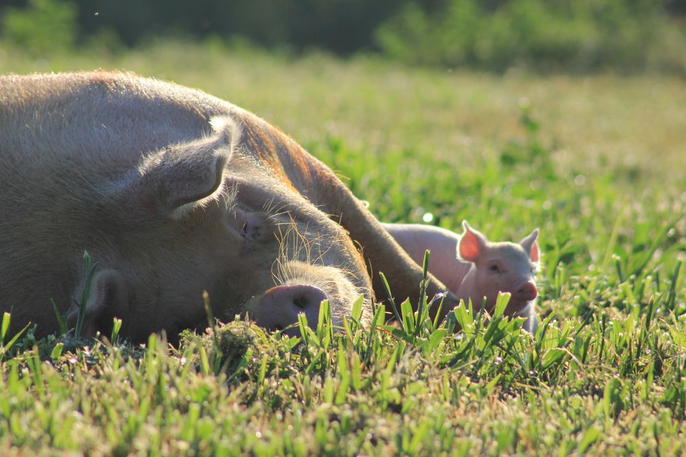 THOMPSON FARMS - Updated December 2025 - 2538 Dixie Rd, Dixie, Georgia ...