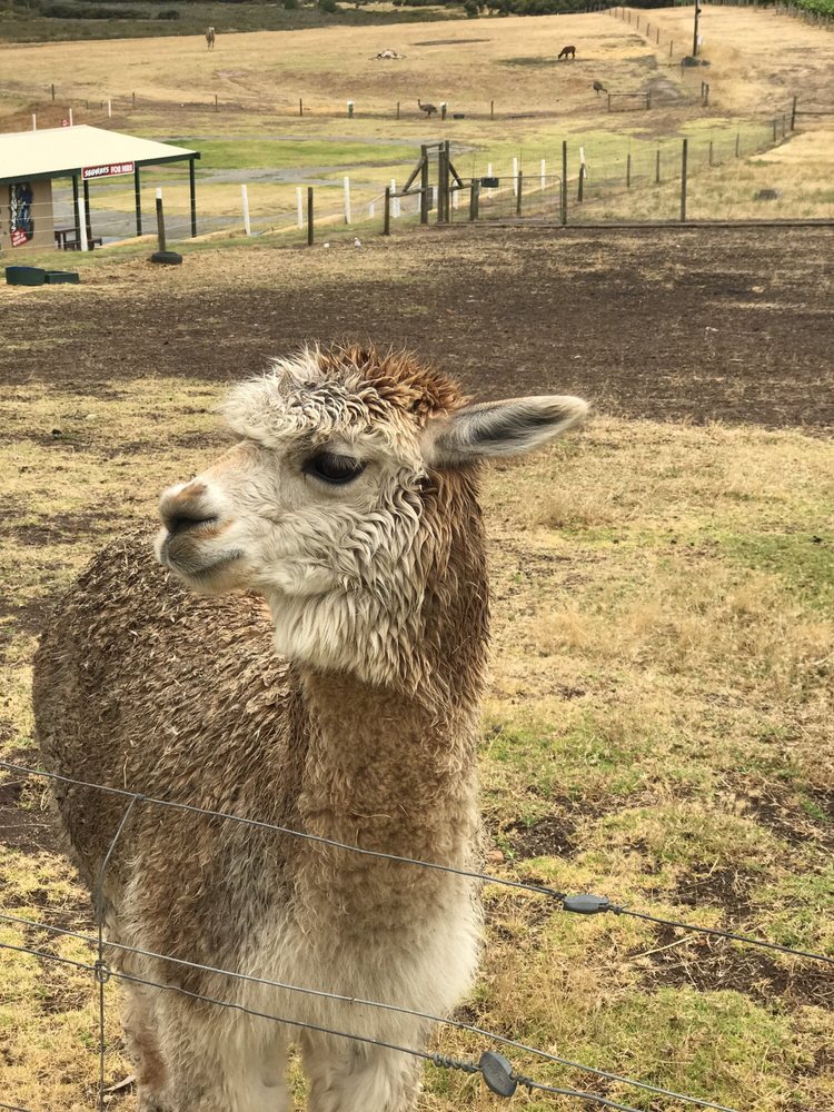 GLENFOREST TOURIST PARK - Updated August 2024 - 877 Clarkes La, Green ...