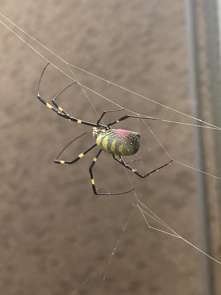 INDIGO EXTERMINATORS - Updated August 2025 - 13 Photos - Duluth ...