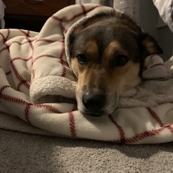 Yuppy Puppy Oak Park, IL - Last Updated January 2025 - Yelp