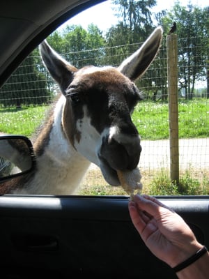 OLYMPIC GAME FARM - Updated May 2026 - 914 Photos & 397 Reviews - 1423 ...