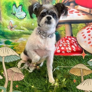 GROOMING ZOOMIES - Updated May 2026 - 69 Photos & 39 Reviews - 540 E ...