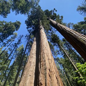 CALAVERAS BIG TREES STATE PARK - 1074 Photos & 333 Reviews - 1170 E Hwy ...