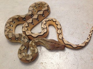 PETS-A-PLENTY - Updated November 2025 - 60 Photos & 38 Reviews - 23933 ...