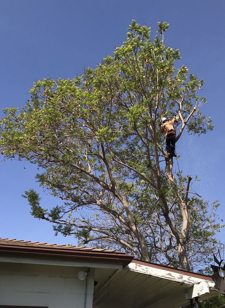 STOTT’S TREE SERVICE - Updated January 2026 - 20 Photos & 53 Reviews ...