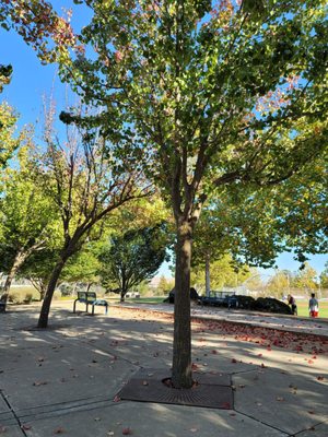 SAN RAMON MEMORIAL PARK - Updated November 2024 - 75 Photos & 55 ...
