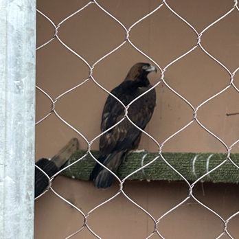 CALIFORNIA RAPTOR CENTER - Updated January 2026 - 58 Photos & 23 ...