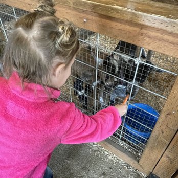 DEBBIE DOLITTLE’S PETTING ZOO - Updated May 2025 - 395 Photos & 200 ...