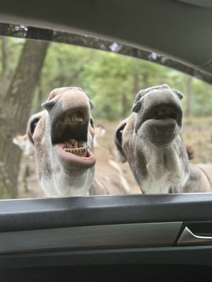 WILD ANIMAL SAFARI - Updated December 2025 - 229 Photos & 85 Reviews ...