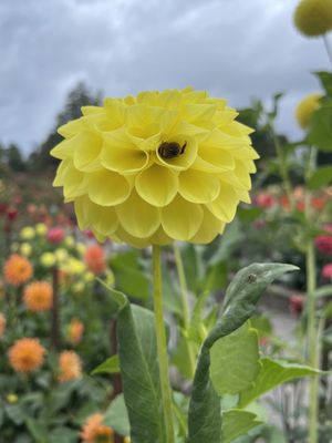 POINT DEFIANCE ROSE GARDEN - Updated June 2025 - 440 Photos & 29 ...