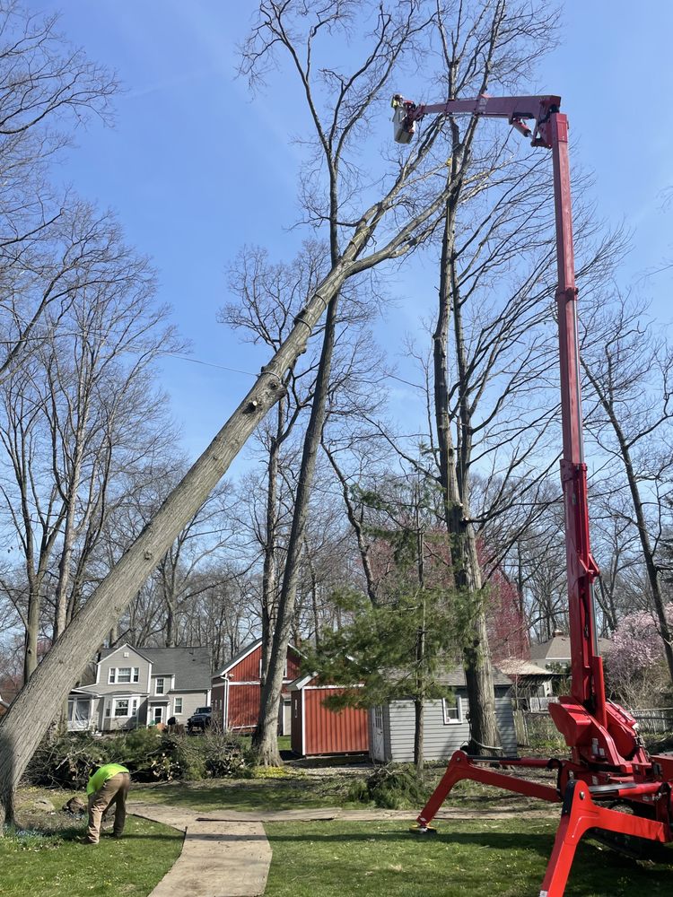 AFFORDABLE TREE SERVICES OF OHIO - Updated October 2025 - 24 Photos ...