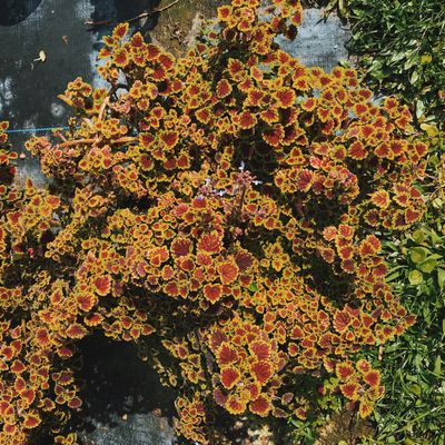 JESSE DURKO’S NURSERY - 96 Photos & 33 Reviews - 5151 SW 70th Ave ...