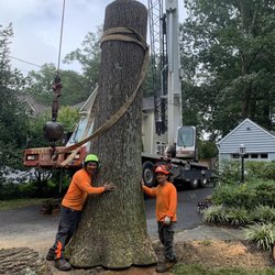 R&R TREE SERVICE - 33 Photos - Tree Services - Manassas, VA - Phone ...