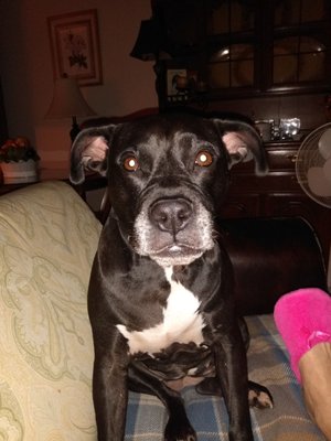 HUMANE RESCUE ALLIANCE - 21 Photos & 95 Reviews - Animal Shelters - 71 ...