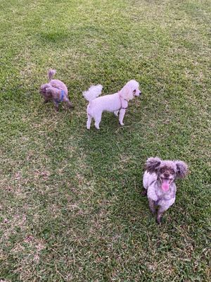 MANOA VALLEY DISTRICT DOG PARK - Updated December 2024 - 19 Photos & 21 ...