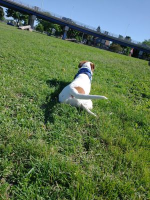 BAY VIEW DOG PARK - Updated January 2025 - 23 Photos & 16 Reviews - 900 ...