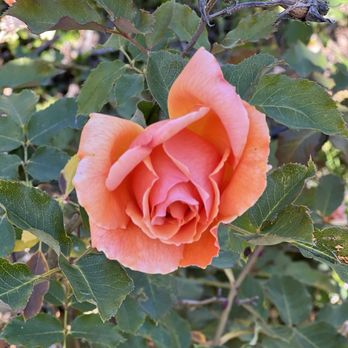 THE BERKELEY ROSE GARDEN - Updated July 2025 - 1096 Photos & 267 ...