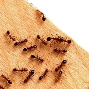 PACIFIC COAST TERMITE - Updated August 2024 - 32 Photos & 241 Reviews ...