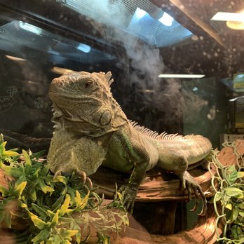 REPTILE RAPTURE - Updated January 2026 - 37 Photos & 23 Reviews - 6308 ...
