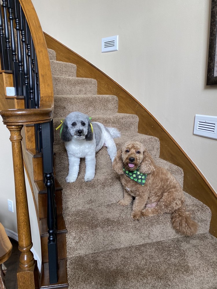 WOODLANDS GROOMING - Updated July 2025 - 10 Photos - 8905 West Ln ...