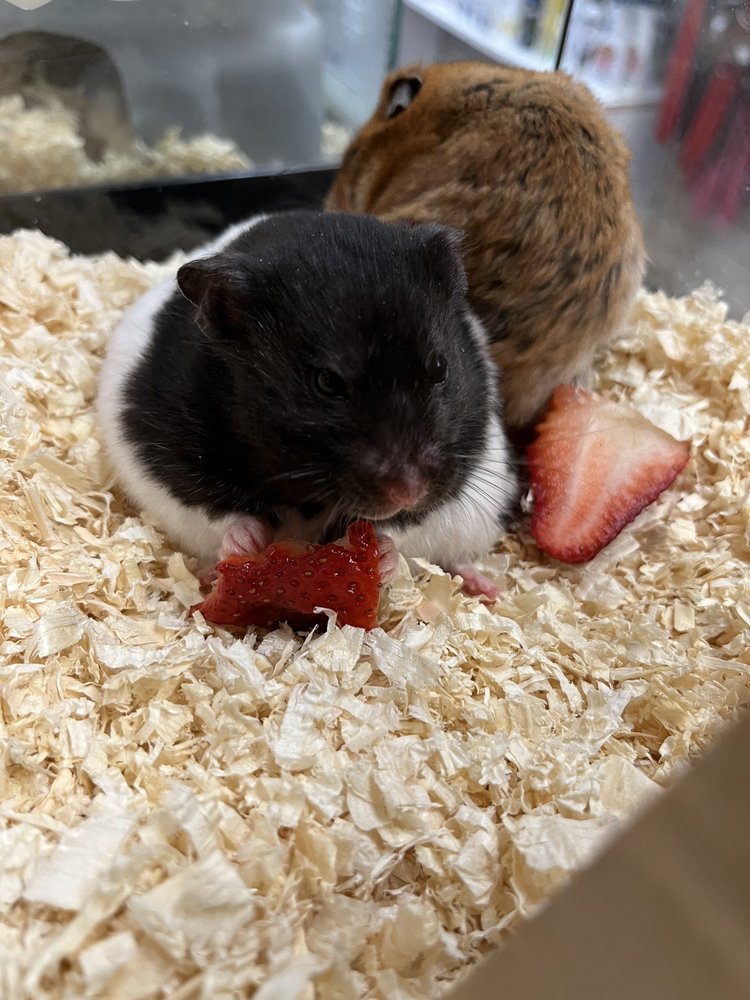 MELYS PET SHOP - Updated November 2025 - 63 Photos & 32 Reviews - 224 E ...