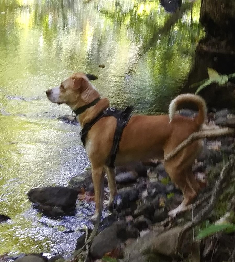 BETHEL ANIMAL HOSPITAL - Updated December 2025 - 10 Reviews - 179 ...